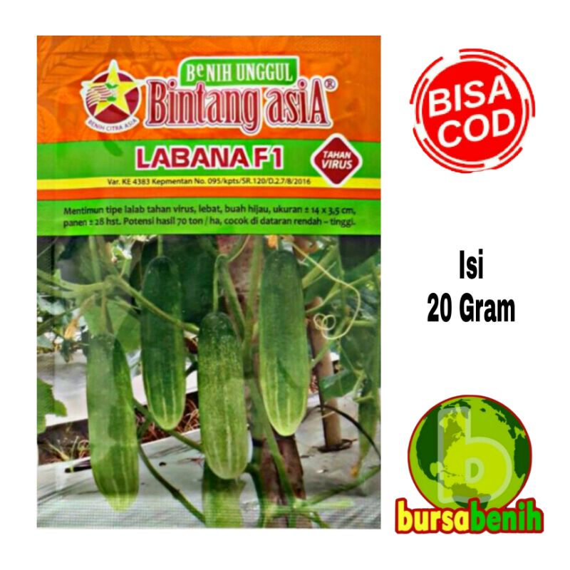 Jual Benih Mentimun LABANA F1 Tahan Virus - Bibit TIMUN Isi 20 Gram ...