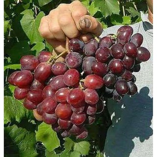 Jual Bibit Anggur Everest - Anggur Impor Everest | Shopee Indonesia