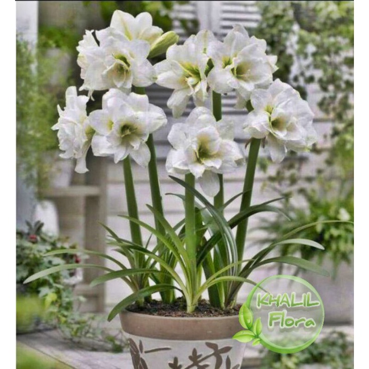 Jual Tanaman Hias Bunga Amarilis - Bunga Bakung Putih Amarylis | Shopee ...
