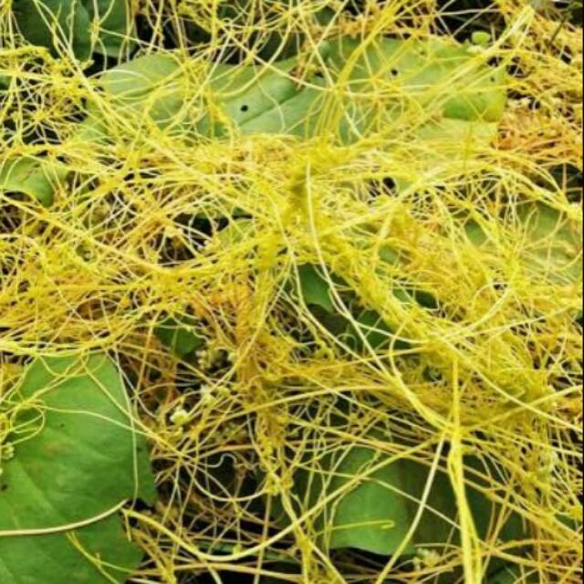 Jual Benalu tali putri 50 gram Indonesia|Shopee Indonesia