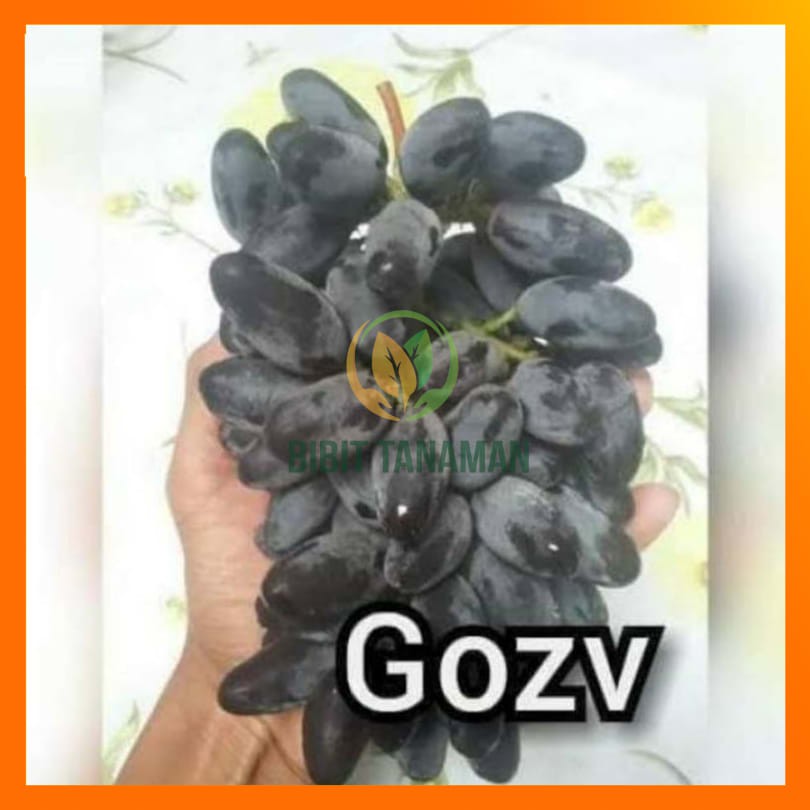 Jual BIBIT ANGGUR IMPORT GOZV HASIL GRAFTING | Shopee Indonesia