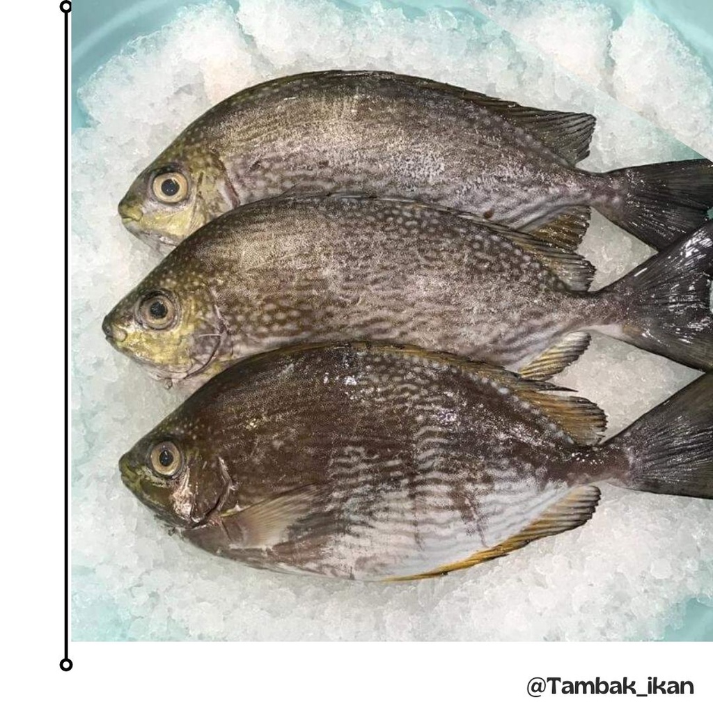 Jual Ikan Baronang Segar 1KG | Shopee Indonesia