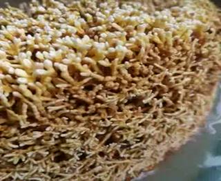 Jual BIANG JAKABA SUPER | Jamur Keberuntungan Abadi 1000 ml 1 liter ...