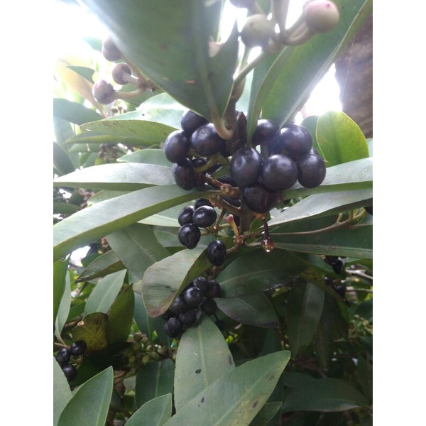 Jual Benih Biji Buah Lempeni | Shopee Indonesia