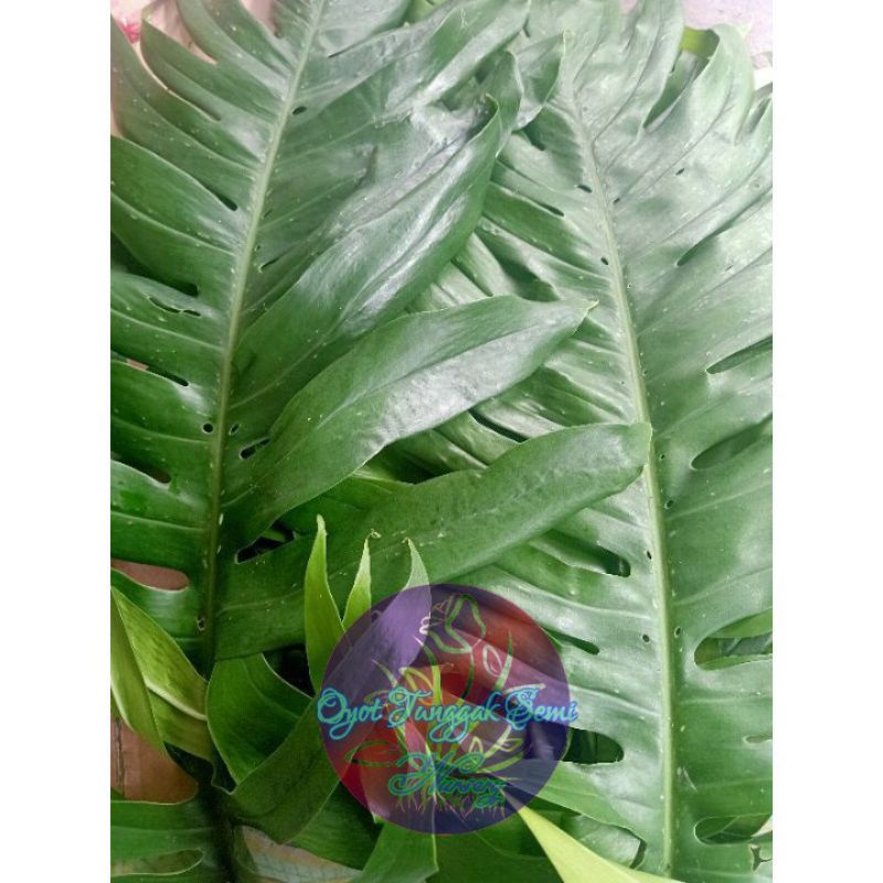 Jual Herbal daun segar ekor naga | Shopee Indonesia