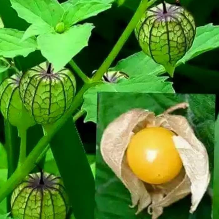 berisi 58 biji benih buah cecendet cecendet kuning | Shopee Indonesia