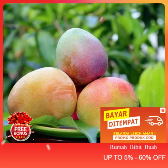 Jual Bibit Mangga Agrimania Shopee Indonesia