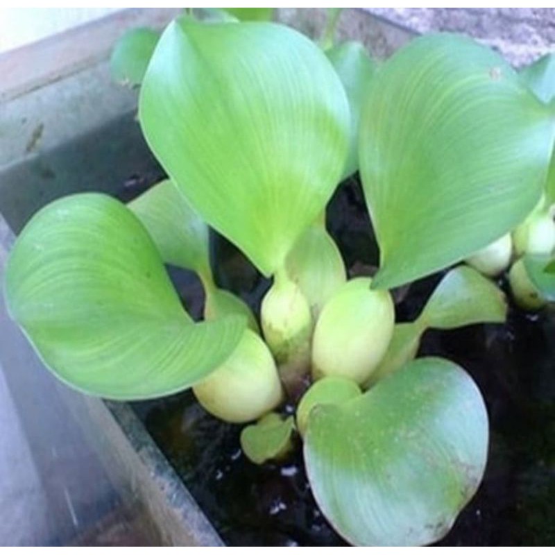Jual New Cod tanaman air eceng gondok - eceng gondok hiasan kolam dan ...
