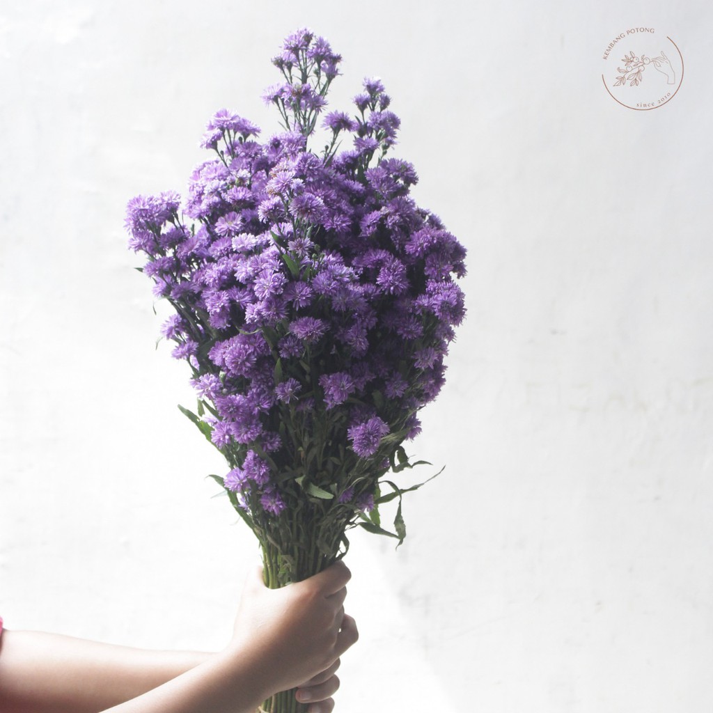 Jual Bunga PIKOK POTONG Segar warna BIRU tumpuk MURAH(1Ikat isi 10 ...