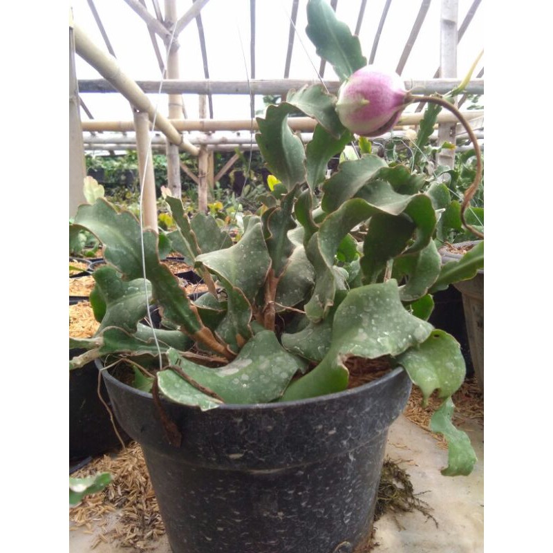 Jual Tanaman hias wijaya kusuma buah naga mini | Shopee Indonesia