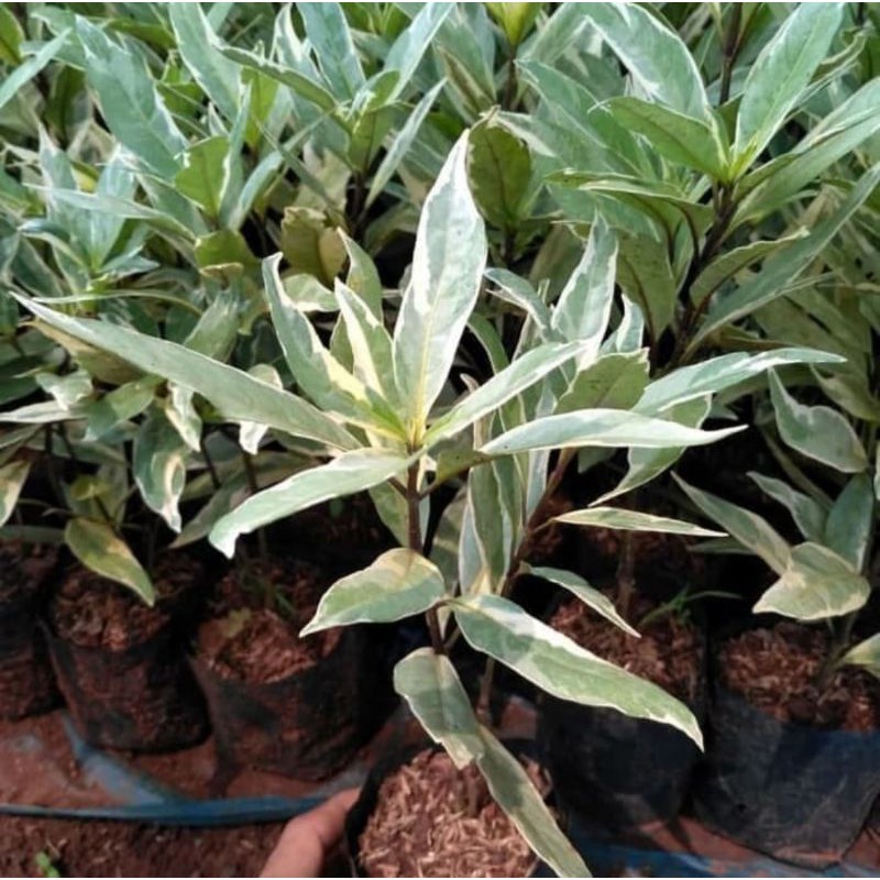 Jual Tanaman hias gandarusa varigata - tanaman gandarusa - pohon ...