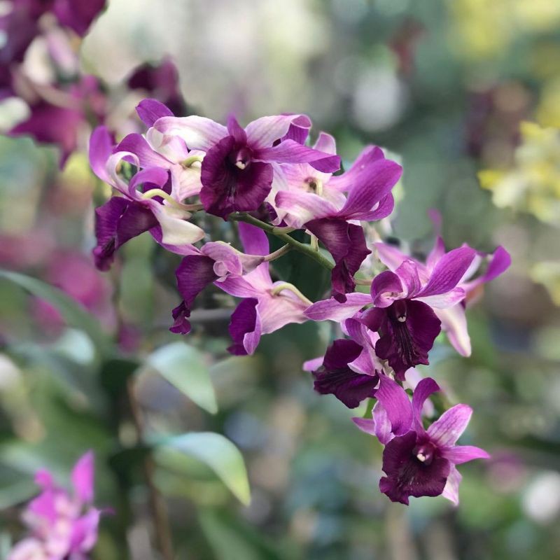 Jual anggrek dendrobium inaraya blue | Shopee Indonesia