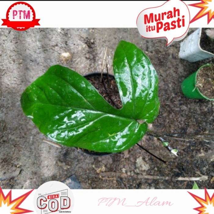 Jual (COD) amydrium medium monstera hutan tanaman hias merambat murah ...