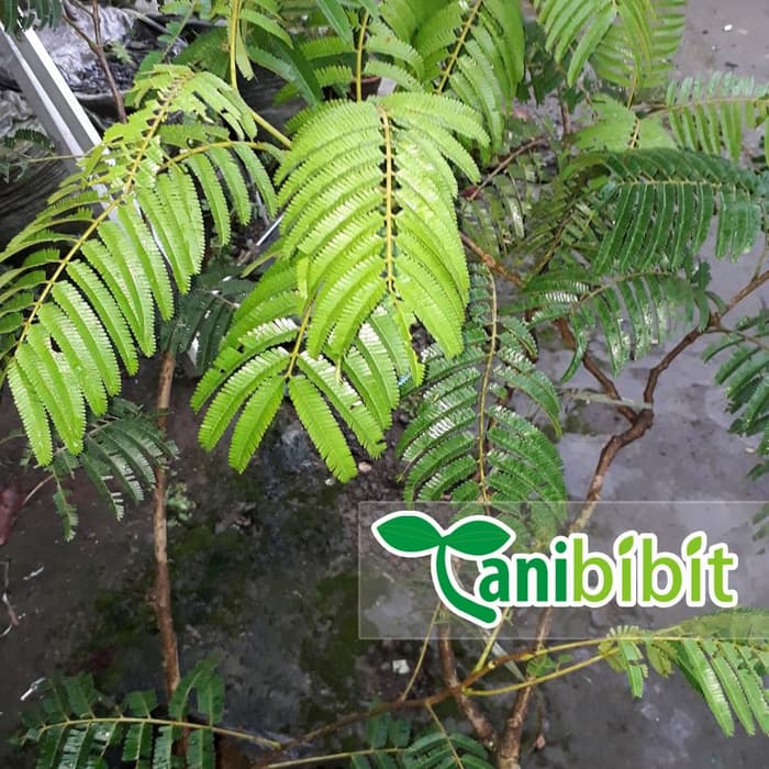 Jual Pohon Pete - Bibit Tanaman Buah Petai Nasi | Shopee Indonesia