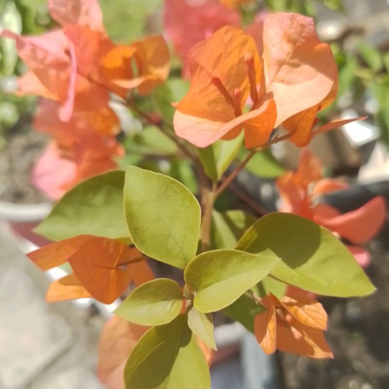 Jual Stek Batang Bougenville Warna Orange Shopee Indonesia