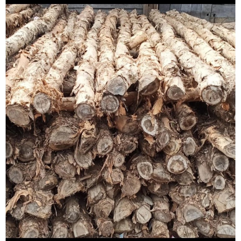 Jual JUAL DOLKEN GELAM 10/12 (MINIMAL ORDER 50 BTG) | Shopee Indonesia