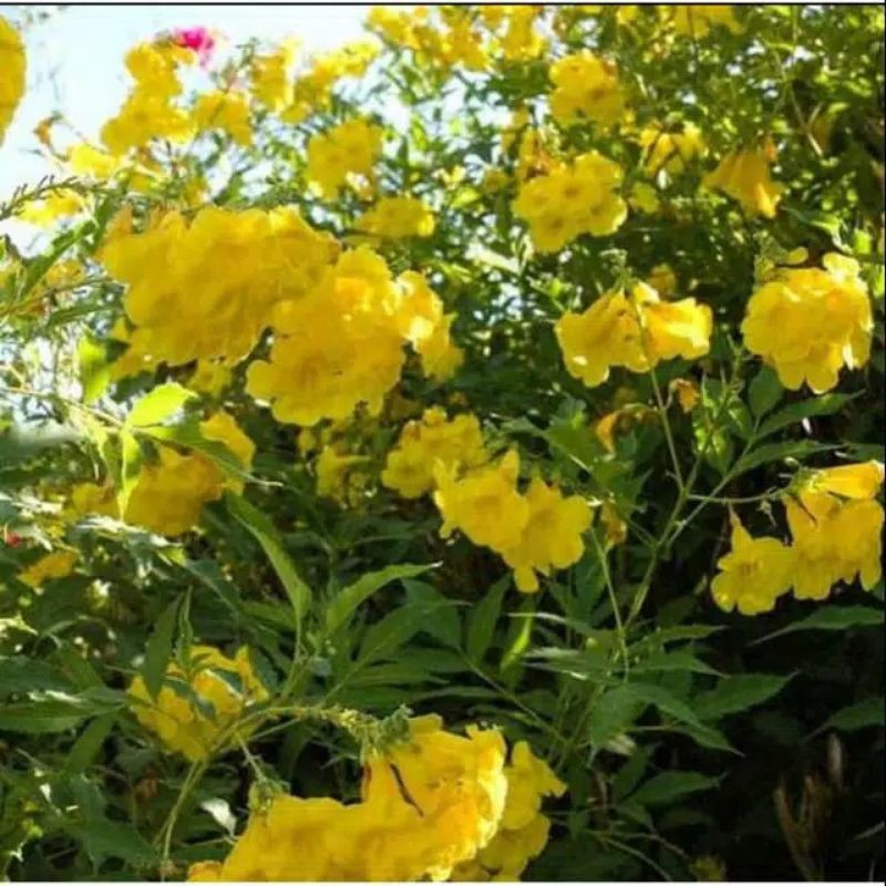 bibir tanaman bunga Teko Maria bunga kuning | Shopee Indonesia