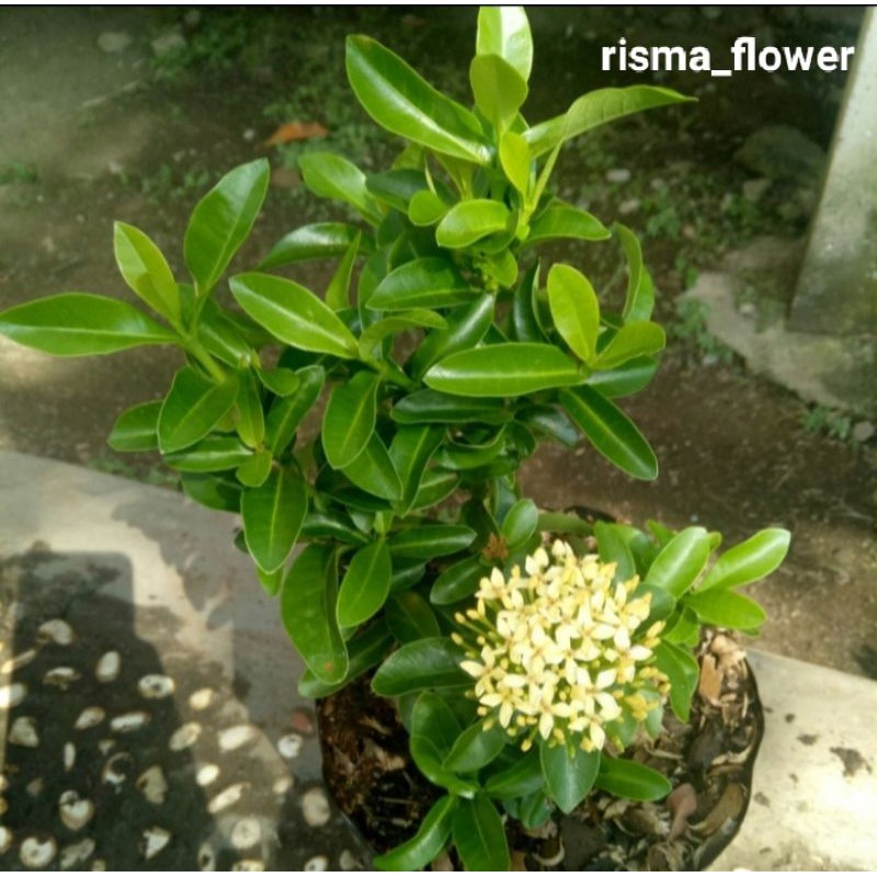 Jual pohon Soka bunga kuning/tanaman Soka hias | Shopee Indonesia