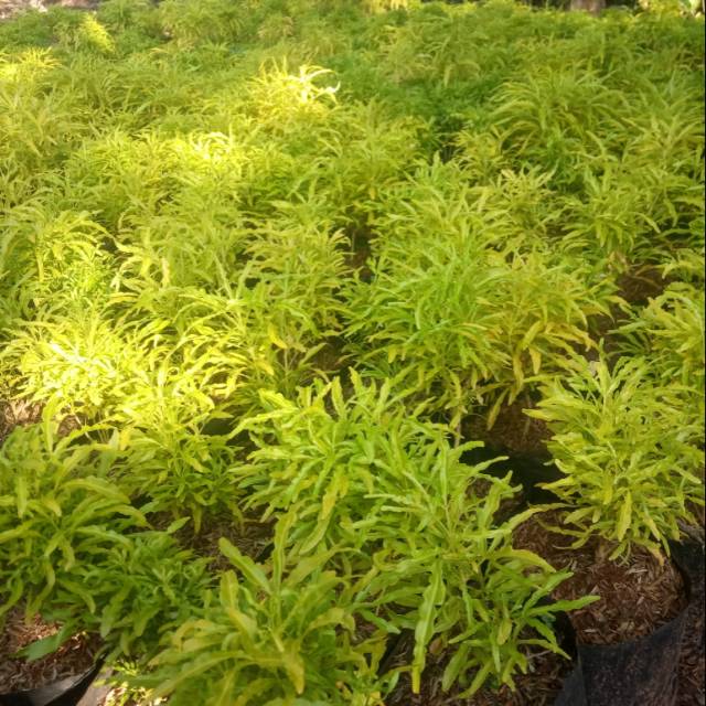 Jual Tanaman hias brokoli kuning | Shopee Indonesia