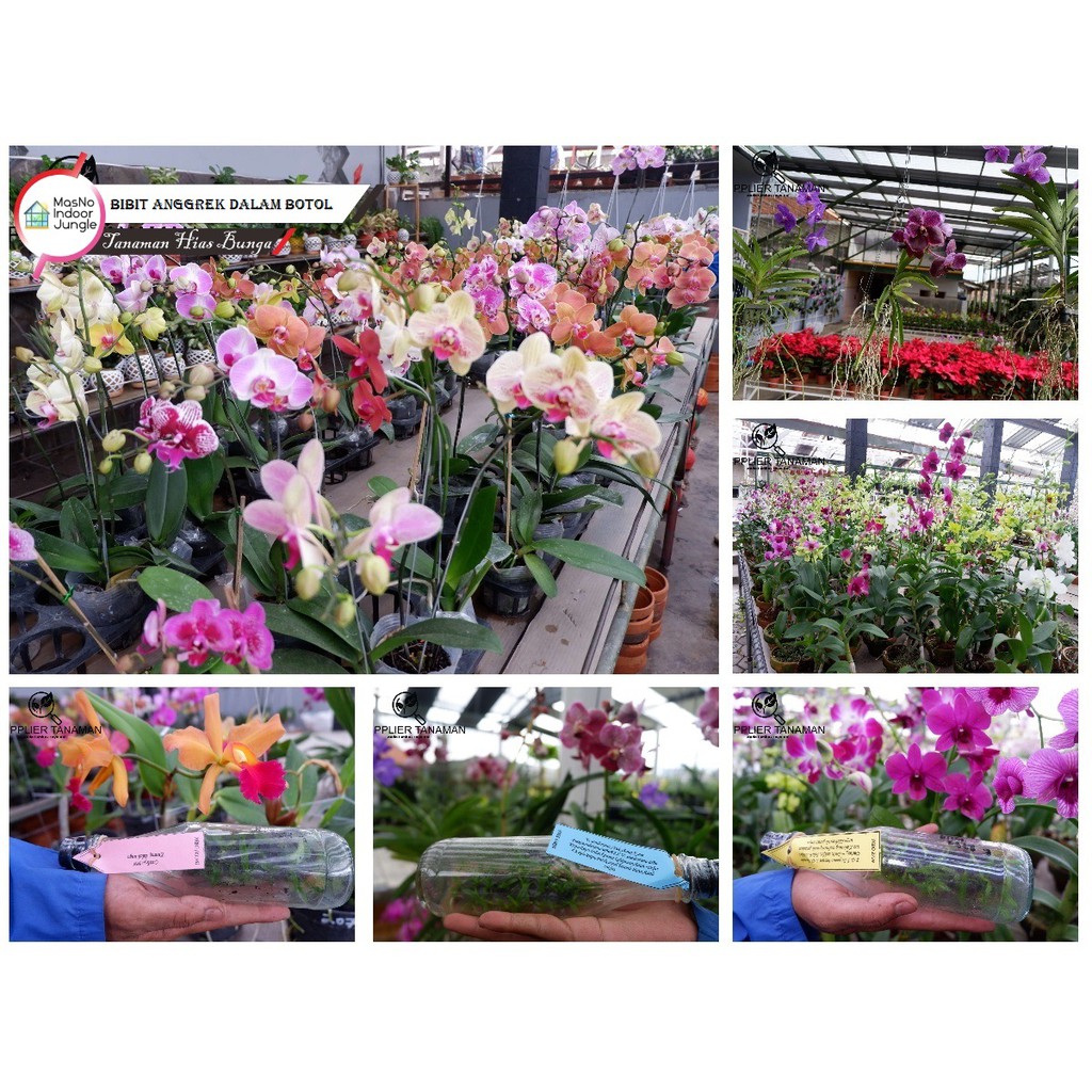 Jual Bibit Tanaman Bunga Anggrek Dalam Botol - Tanaman Hias Anggrek ...