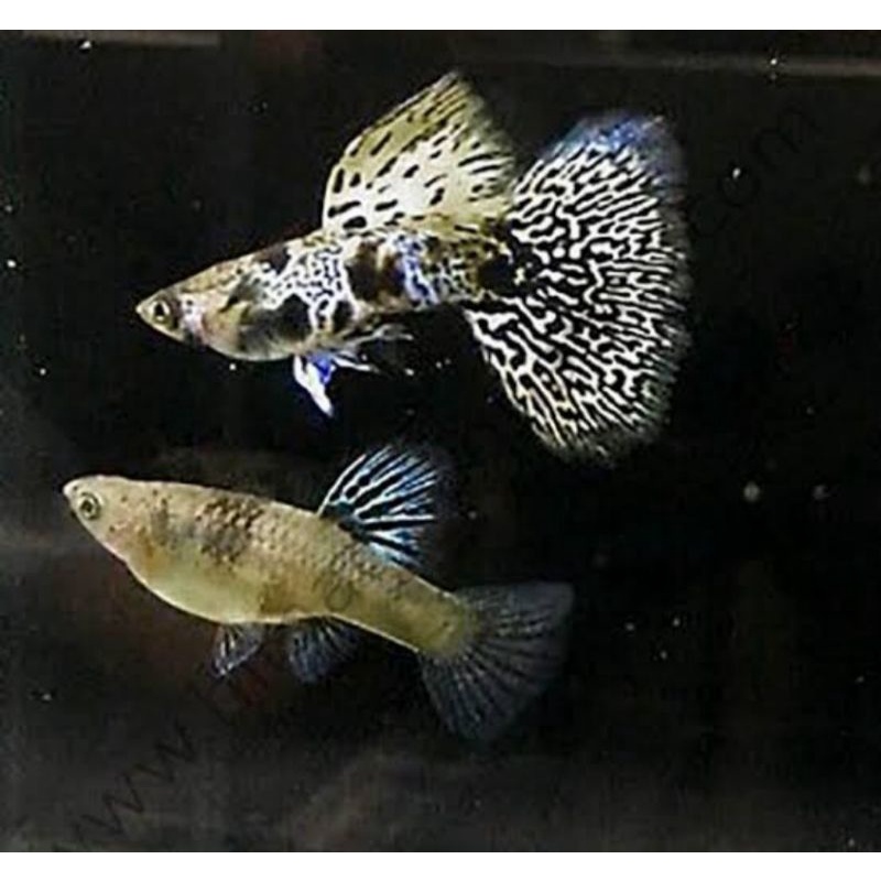Jual ikan Guppy king Tiger yellow cobra sepasang | Shopee Indonesia