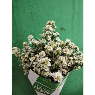 Jual Bunga Peacock Putih/Pikok Putih Perikat | Shopee Indonesia