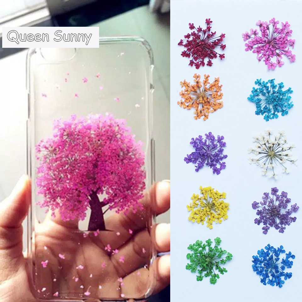 Jual Bunga Kering Asli Bunga Salju Pressed Flower Isian Resin Hiasan ...