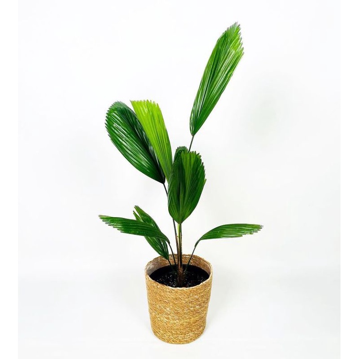 Jual Tanaman hias indoor palem kipas bibit tanema indor palm kol ...
