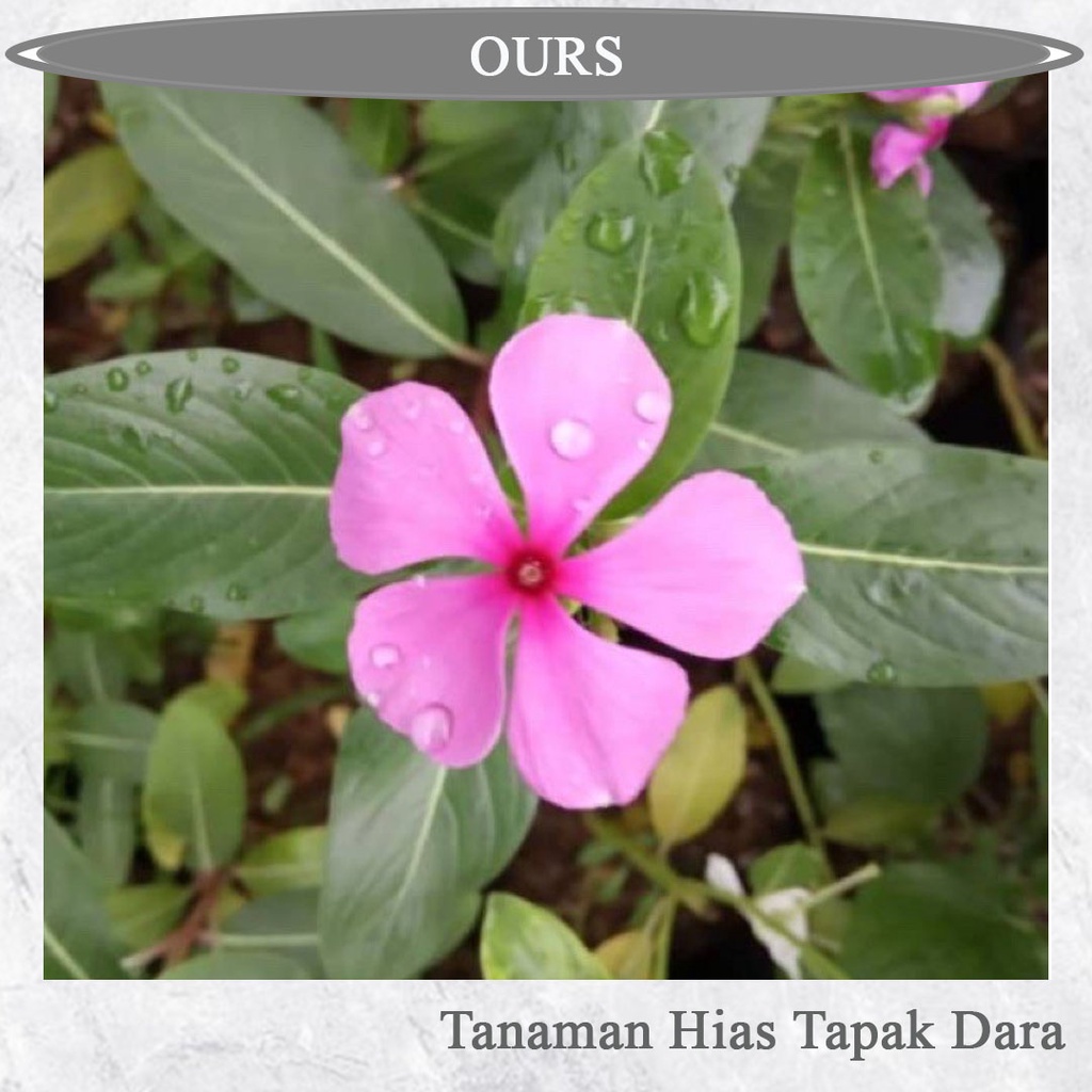 Jual PALING RAJIN BERBUNGA Tanaman hias tapak dara - tanaman tapak dara - pohon bunga tapak dara ...