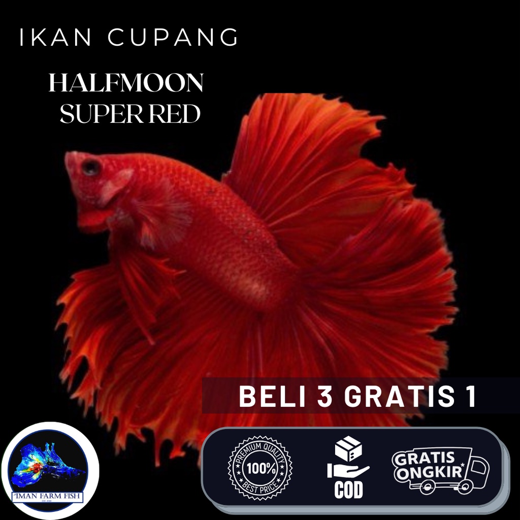 Jual Cupang HM Super Red (Size M+) | Shopee Indonesia