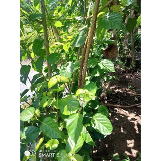 Jual batang stek daun singkil atau daun buas buas obat tumor | Shopee ...