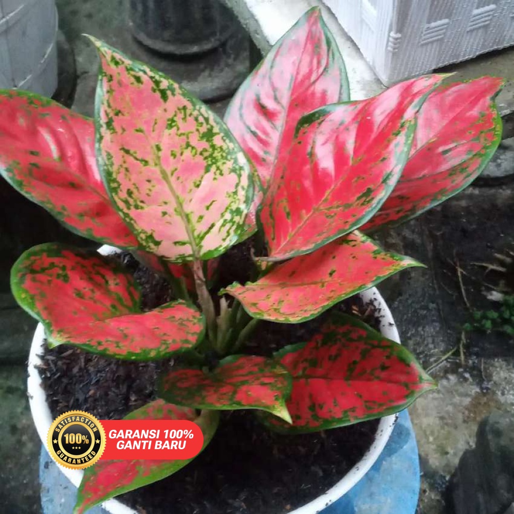 Jual aglonema dut anjamani | bunga aglaonema dud anja merah tanaman ...