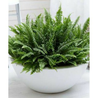 Jual Tanaman hias outdoor bunga paku-pakuan pakis boston fern | Shopee ...