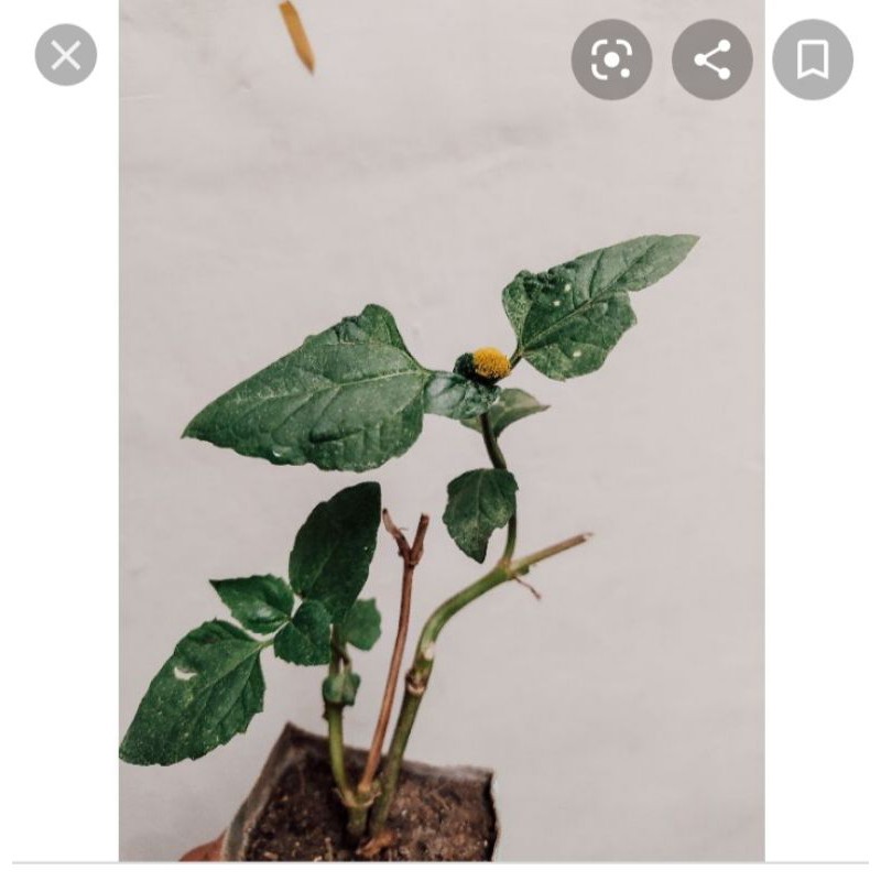 Harga Jotang Terbaru Agustus 2022 |BigGo Indonesia