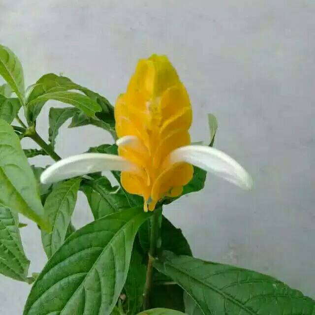 Jual Tanaman hias bunga lolipop kuning tanaman indoor | Shopee Indonesia