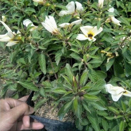 Jual Bunga Yolanda Putih tanaman hias | Shopee Indonesia