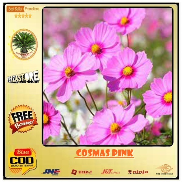 Jual Biji benih bunga cosmos pink /20 butir | Shopee Indonesia