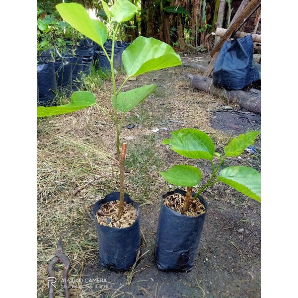 Jual bibit long murbei | Shopee Indonesia