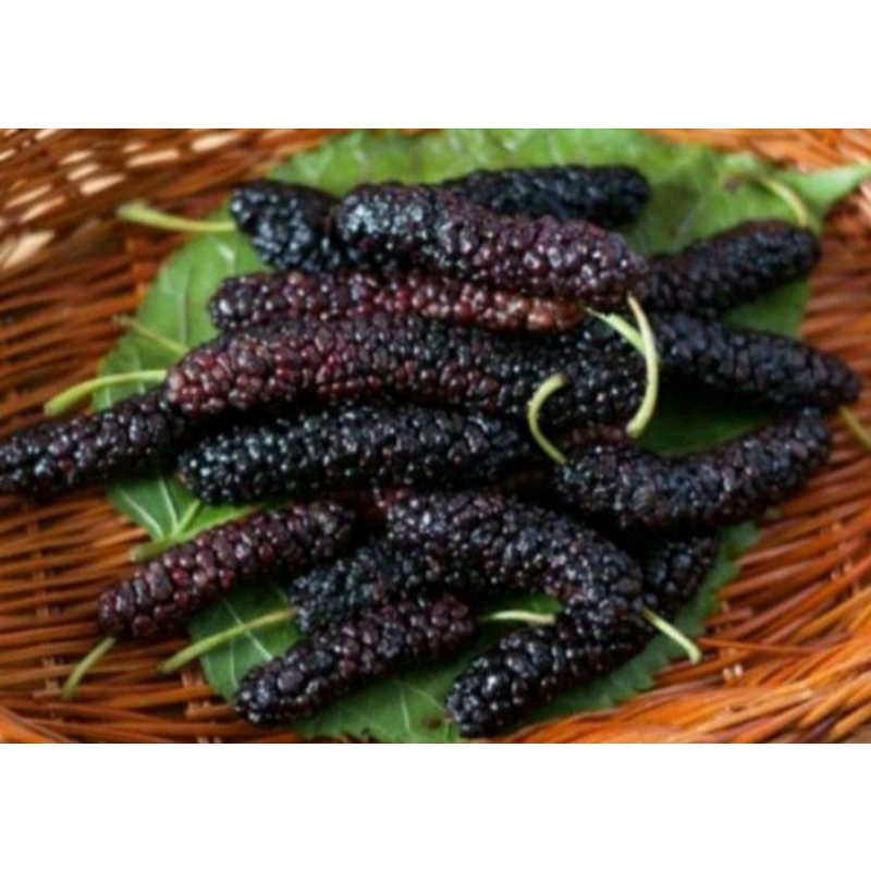Jual Bibit buah murbai panjang besaran panjang long murbay daun besar ...