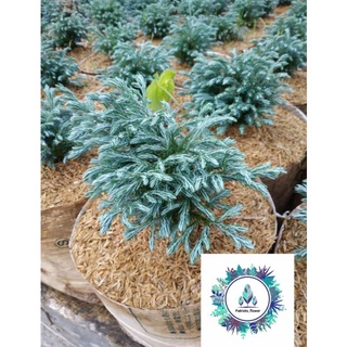 Jual Cemara perak(Salju) | Shopee Indonesia