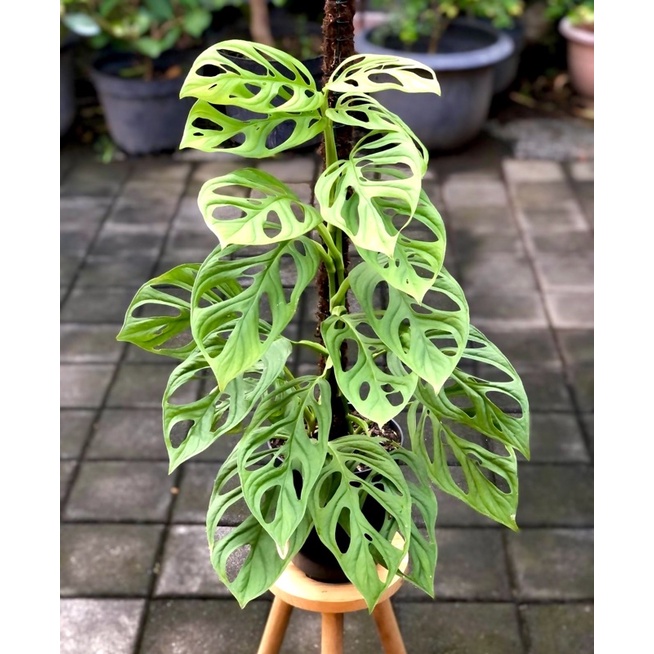 Jual (BISA COD) VIRAL. Tanaman hias janda bolong monstera obliqua ...