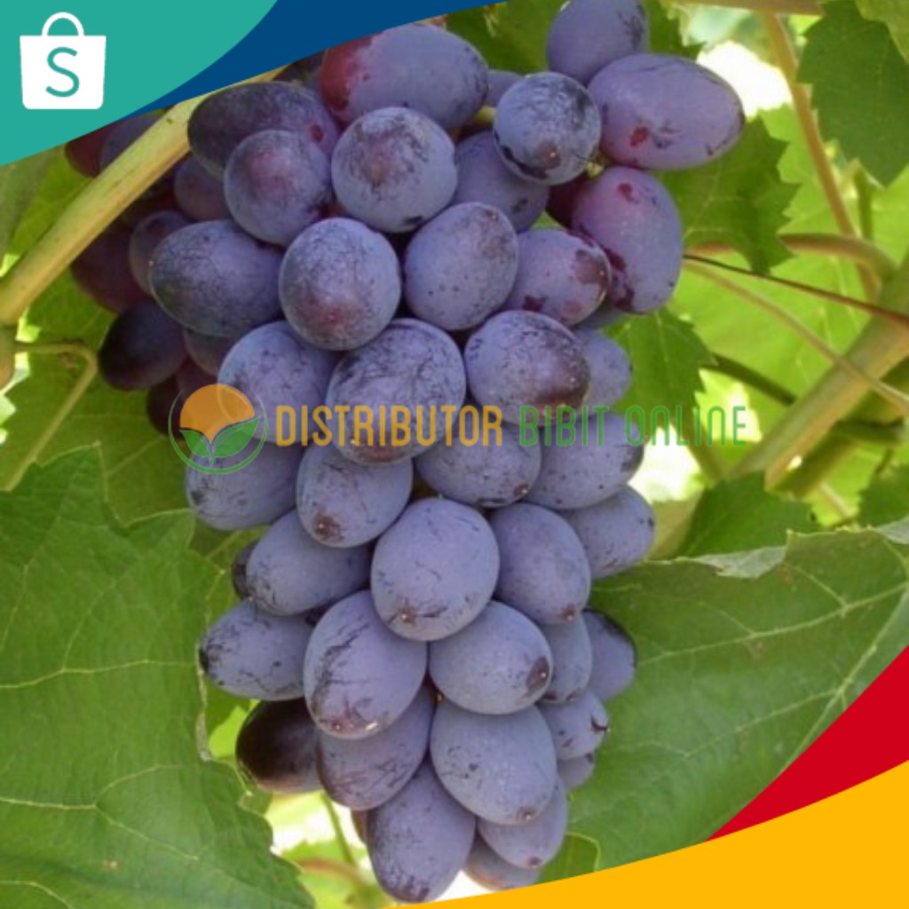 Jual Bibit Anggur Import Jupiter Seedless Hasil Grafting | Shopee Indonesia