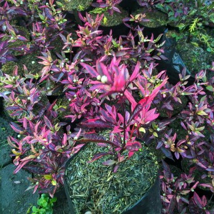 Jual Kuncir merah / Tanaman bunga hias kuncir merah | Shopee Indonesia