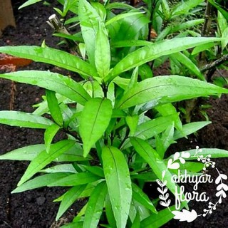 Jual Bibit Tanaman Daun Gandarusa Ganda Rusa | Shopee Indonesia