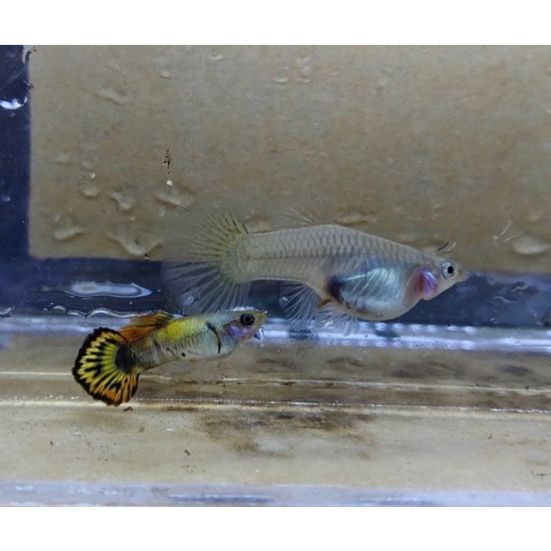 Jual Ikan Hias Guppy Medusa Round tail | Shopee Indonesia