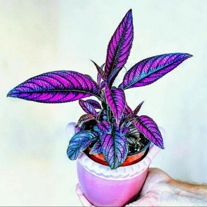 Jual Tanaman hias Keji beling ungu - pohon kaca piring ungu bibit Taman ...