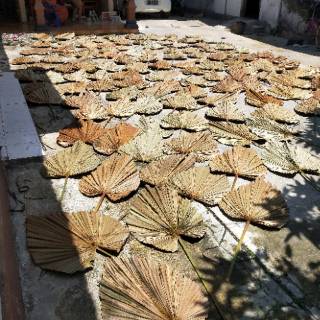 Jual Dekorasi Daun Rustik Kering Palem Sikas Pampas Gandum Wedding ...