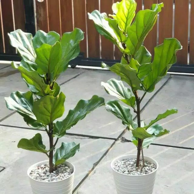 Jual pohon biola cantik / ketapang | Shopee Indonesia