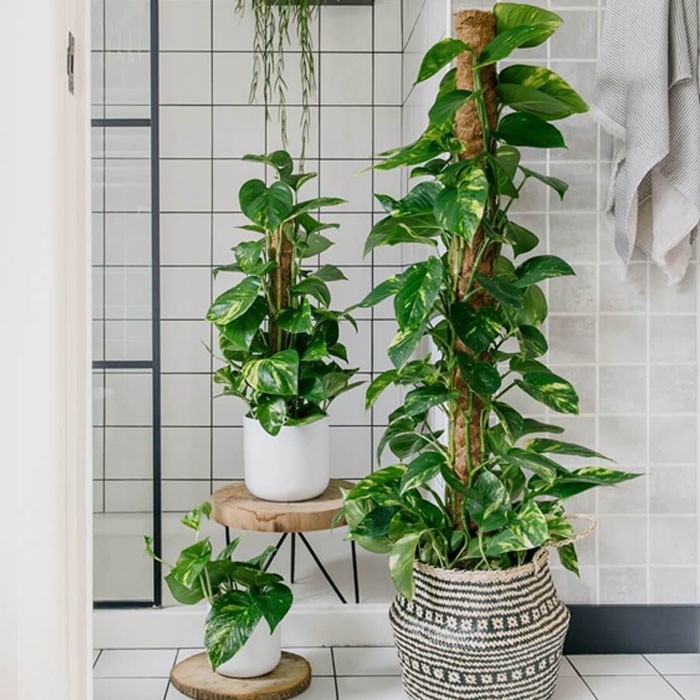 Sirih Gading (Epipremnum Aureum): Si Cantik Pembersih Udara Di Rumah Anda