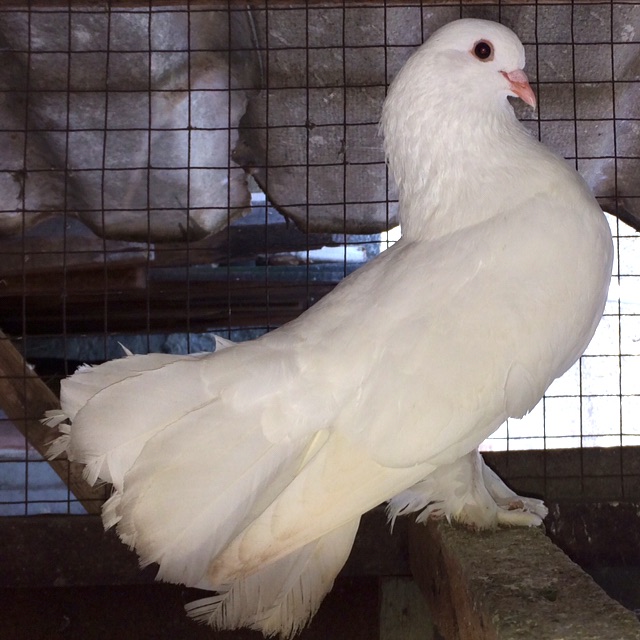 Jual Burung Dara/Merpati Kipas | Shopee Indonesia